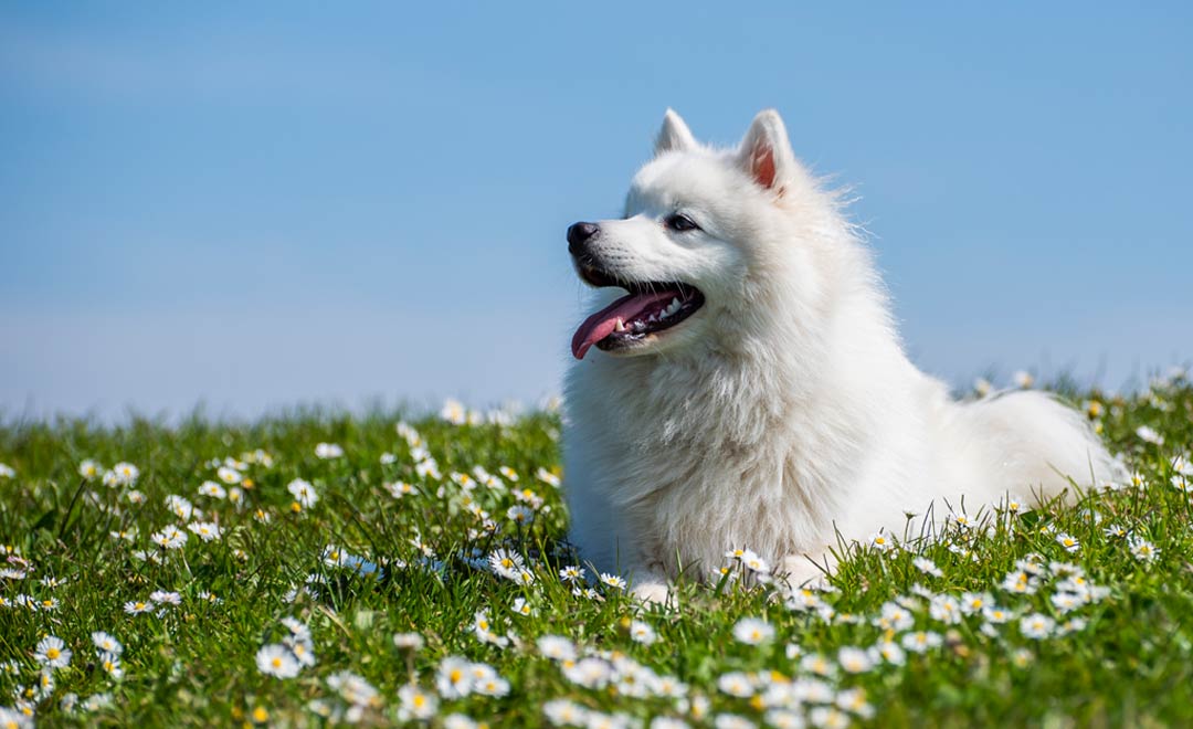Itchy Pet? Causes, Symptoms And Natural Treatments | Dorwest Herbs