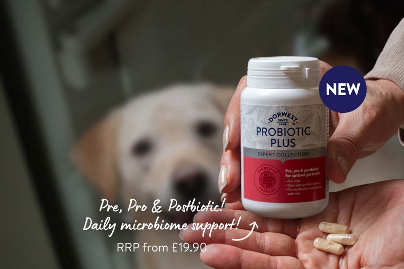 Dorwest Herbs | Introducing our NEW Probiotic Plus for dogs!