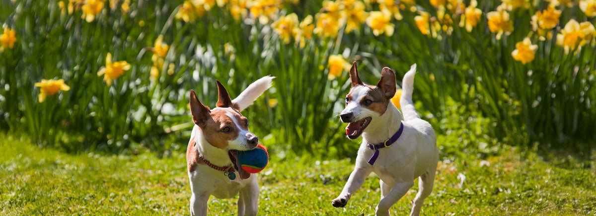 Is your garden safe? 10 common spring flowers poisonous to dogs – Dorwest