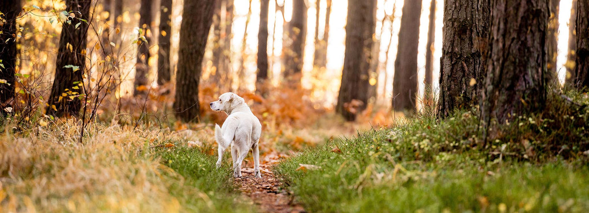 What to do when your dog goes missing on a walk – Dorwest