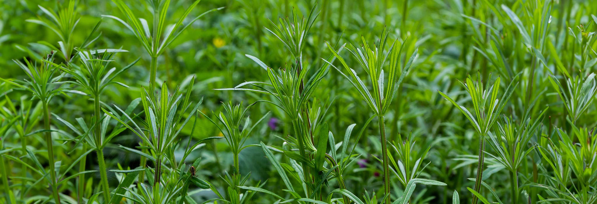 Why Is My Dog Eating Sticky Weed? | Dorwest Herbs